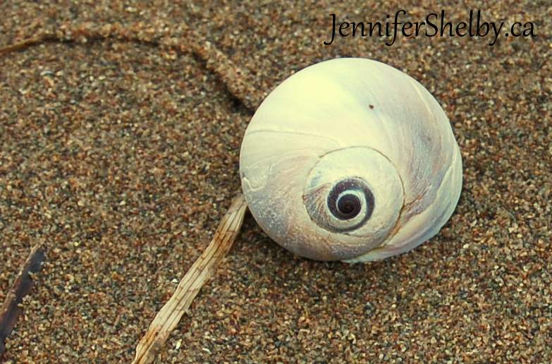 life in a moon shell – Jennifer Shelby