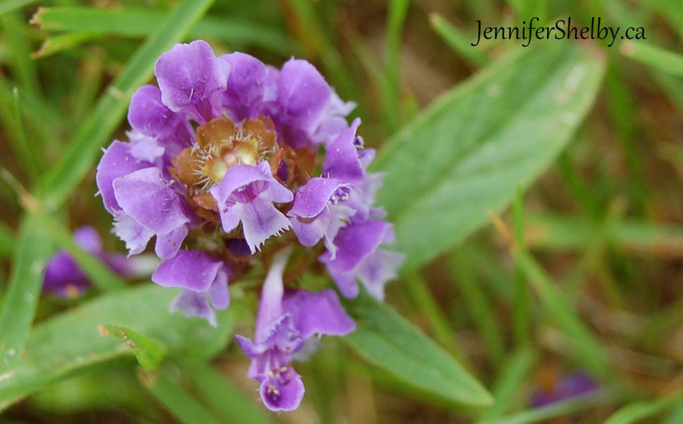 what is a platypus pixie flower? – Jennifer Shelby