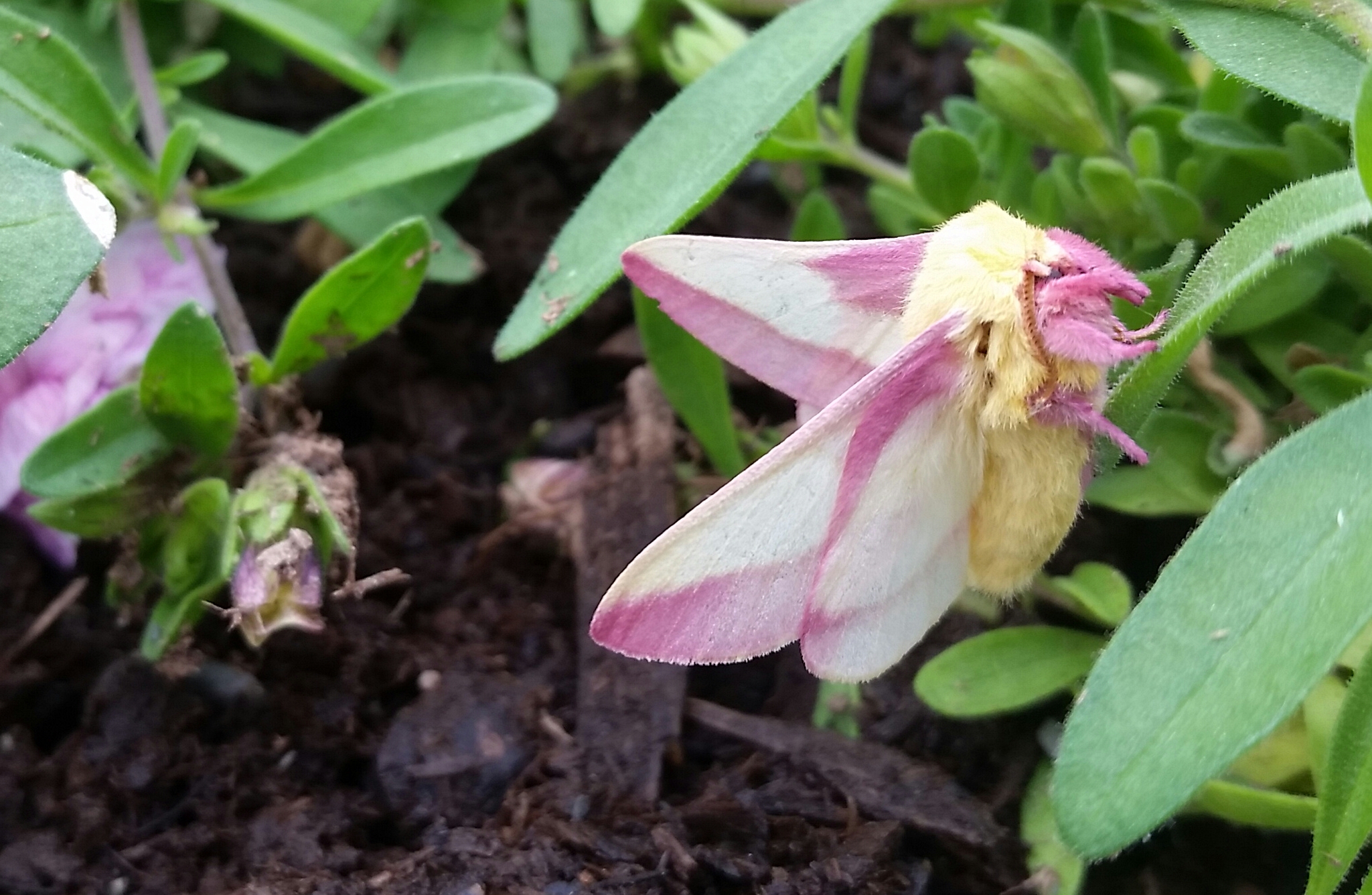 the summer of the candy moths – Jennifer Shelby